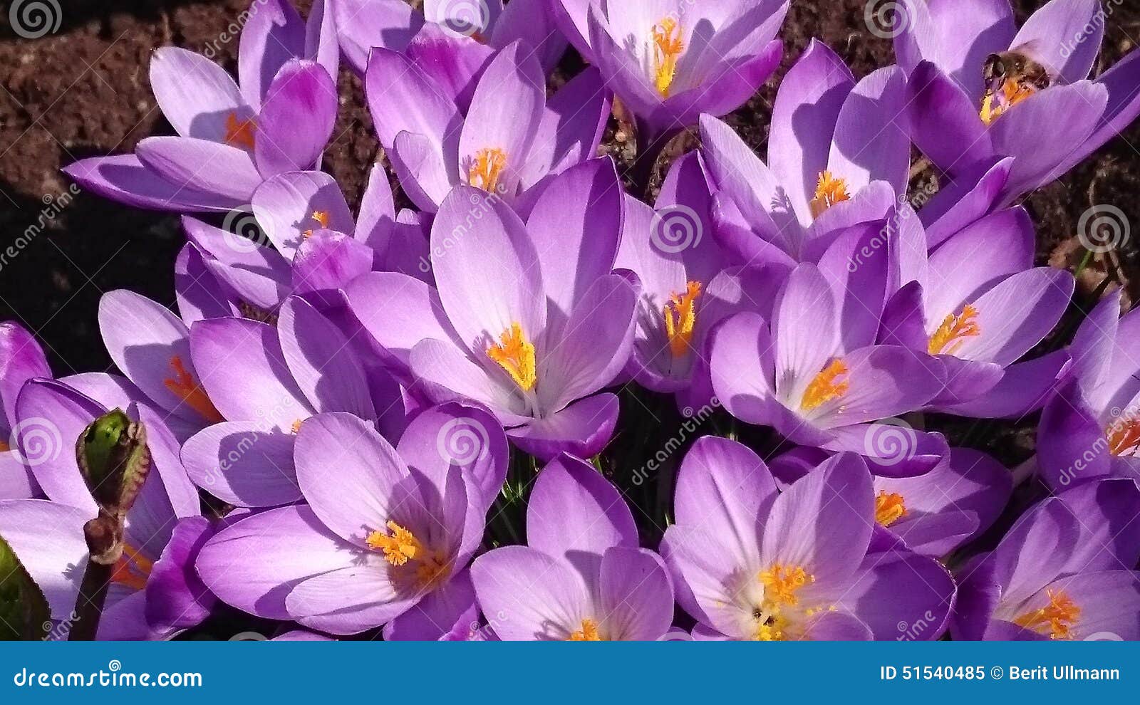 Purple crocus stock image. Image of purple, flower, sunny - 51540485