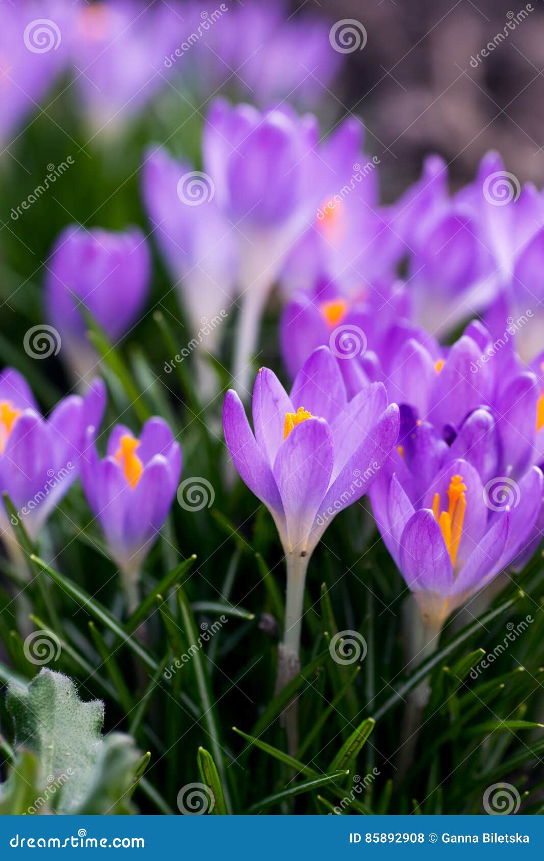 Purple Crocus Made His Way through the Soil. Stock Photo - Image of ...