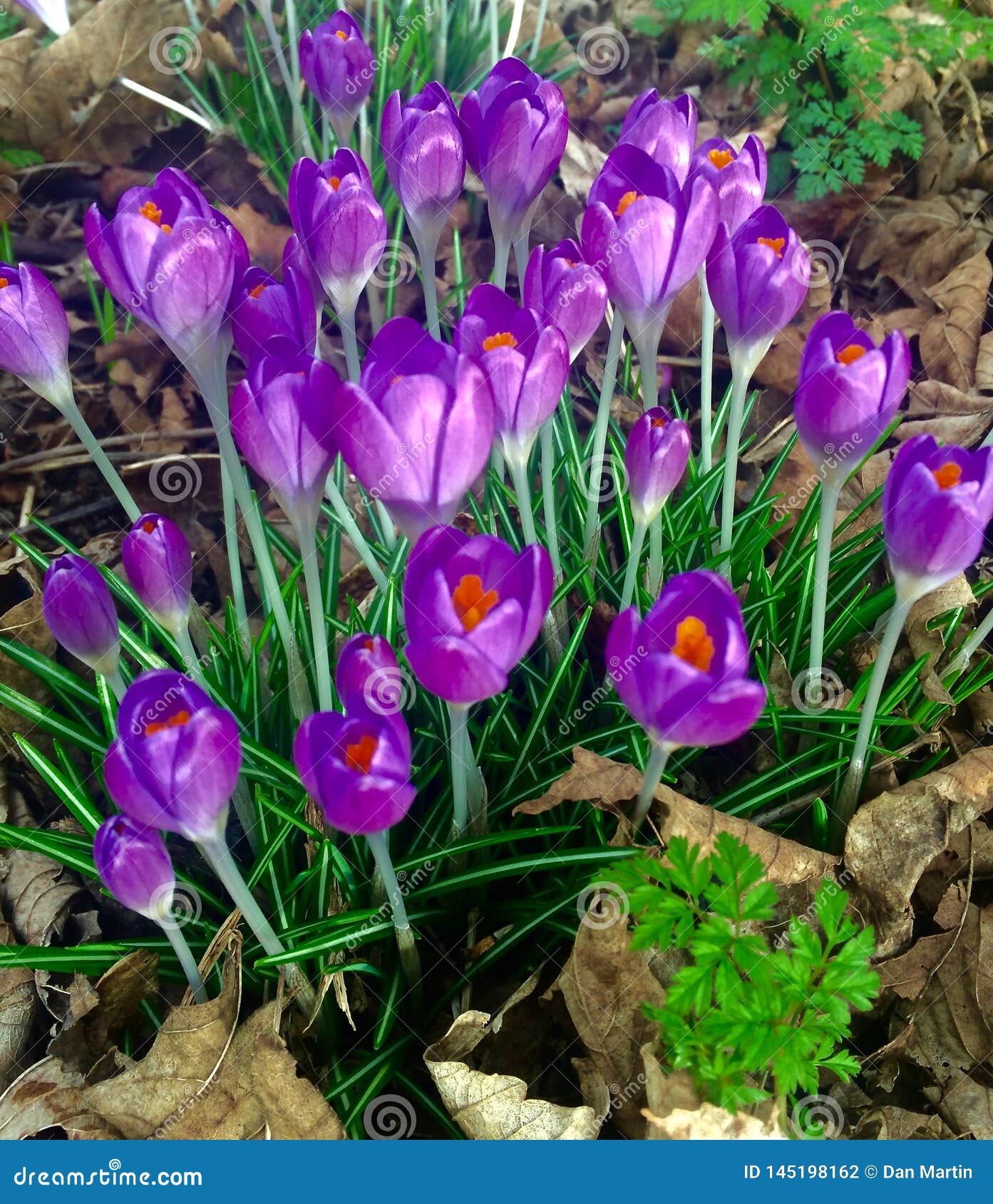 Purple Crocus stock photo. Image of flora, botany, copy - 145198162