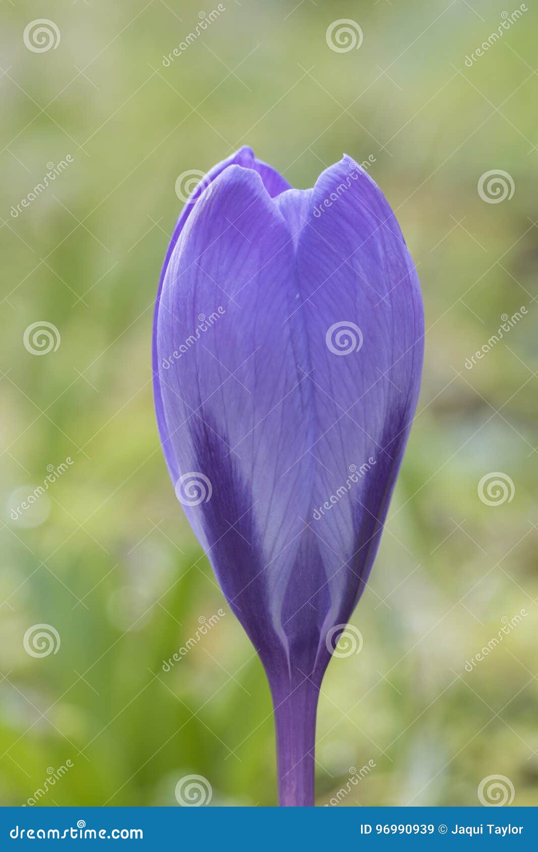 Purple crocus stock image. Image of mauve, flower, purple - 96990939