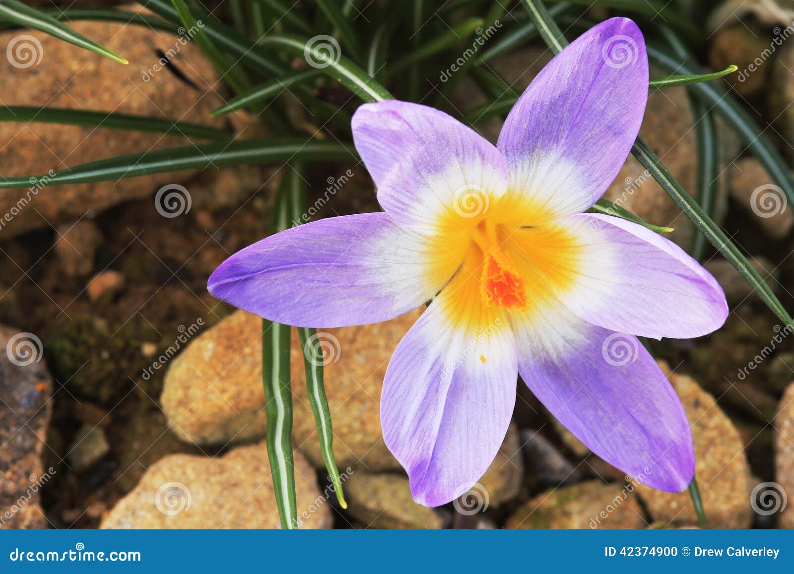 A Purple Crocus stock photo. Image of floret, element - 42374900