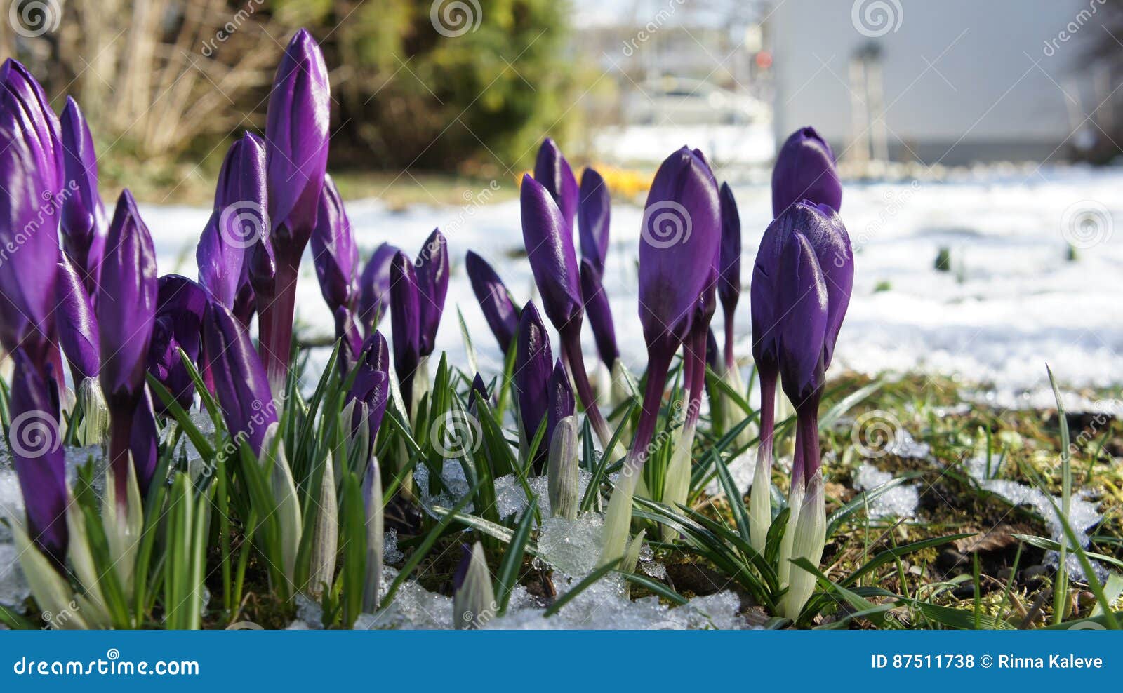 Purple Crocus Snow Europe Closeup Stock Photo - Image of crocus, close ...