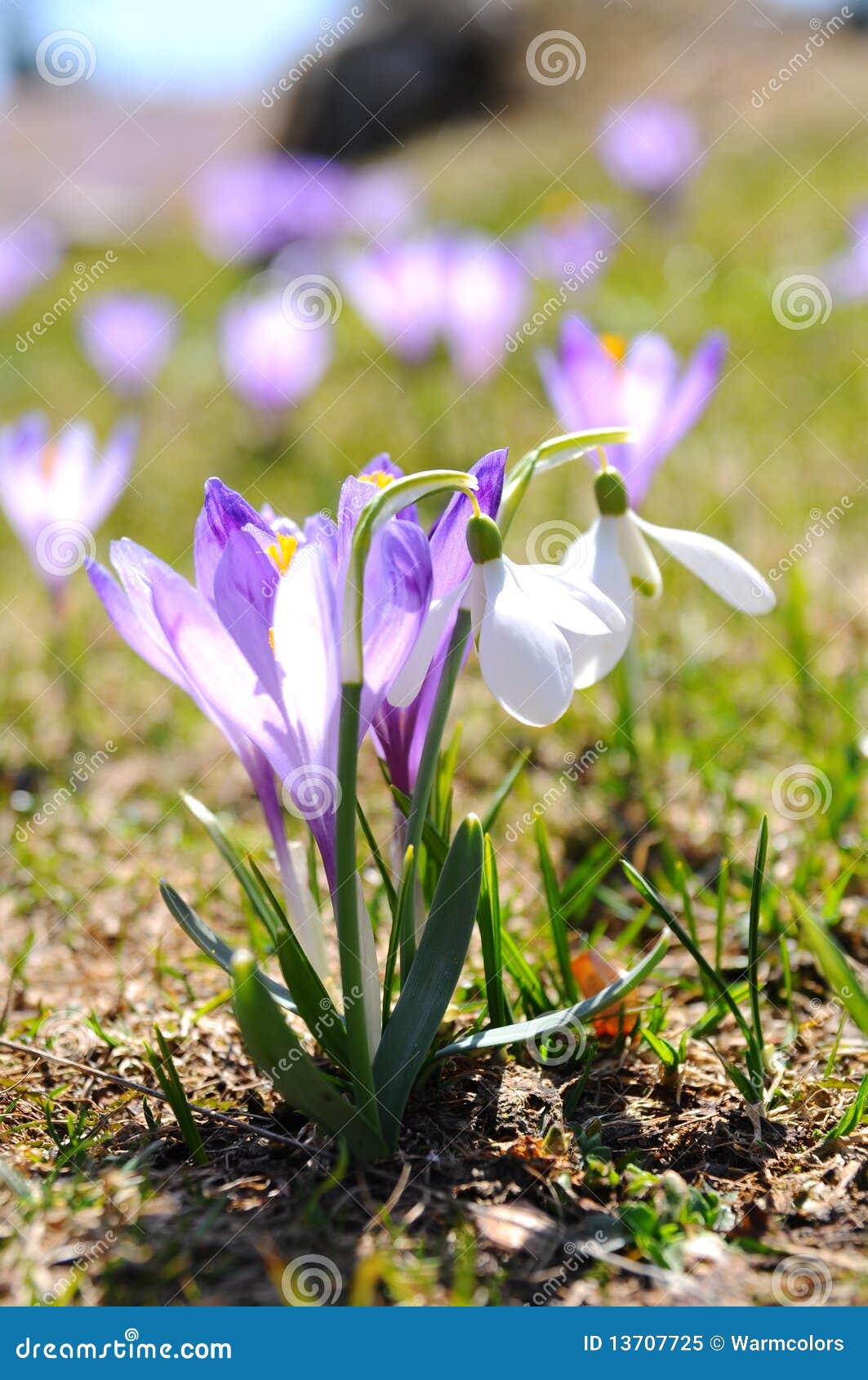 Purple Crocus and Snowdrops Stock Image - Image of green, mountains ...