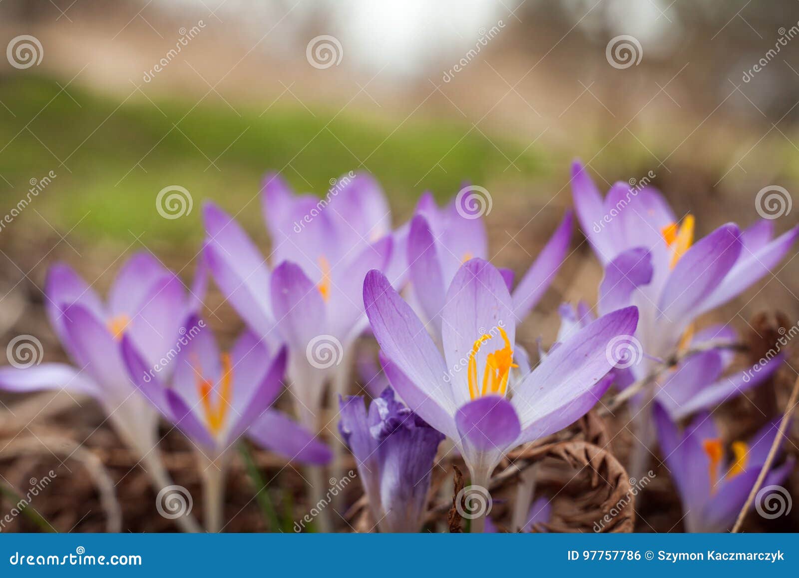 Purple Crocus in Spring. Blooming Crocuses in the Clearing Stock Photo ...