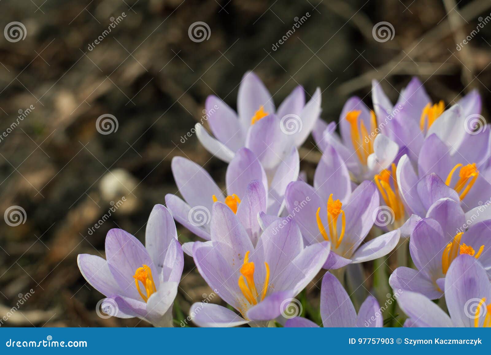 Purple Crocus in Spring. Blooming Crocuses in the Clearing Stock Image ...