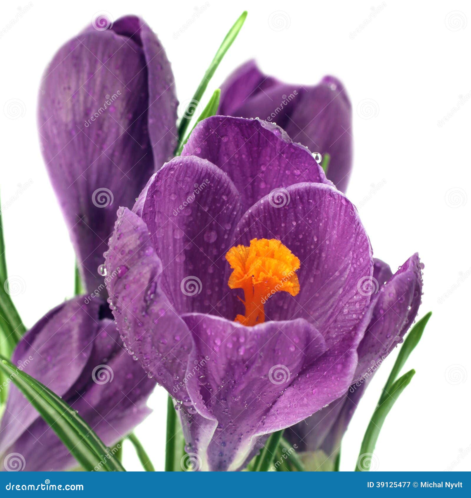 Purple crocus stock image. Image of elegant, gardening - 39125477