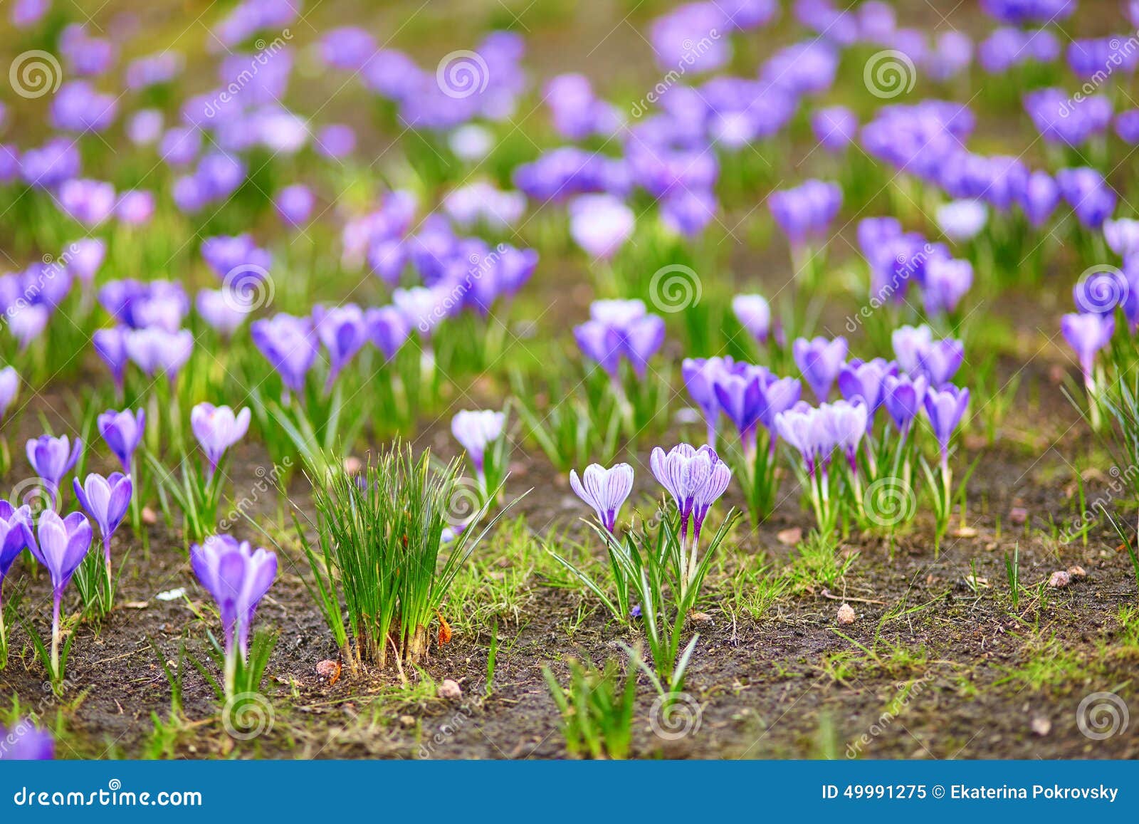 Purple crocus at spring stock image. Image of purple - 49991275