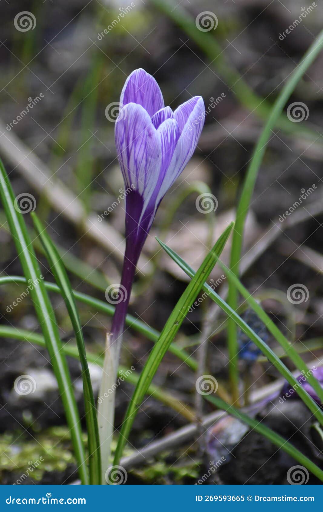 Crocus in spring stock image. Image of purple, unicolor - 269593665