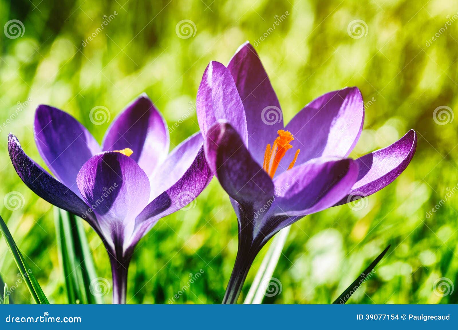 Purple crocus stock photo. Image of freshness, closeup - 39077154
