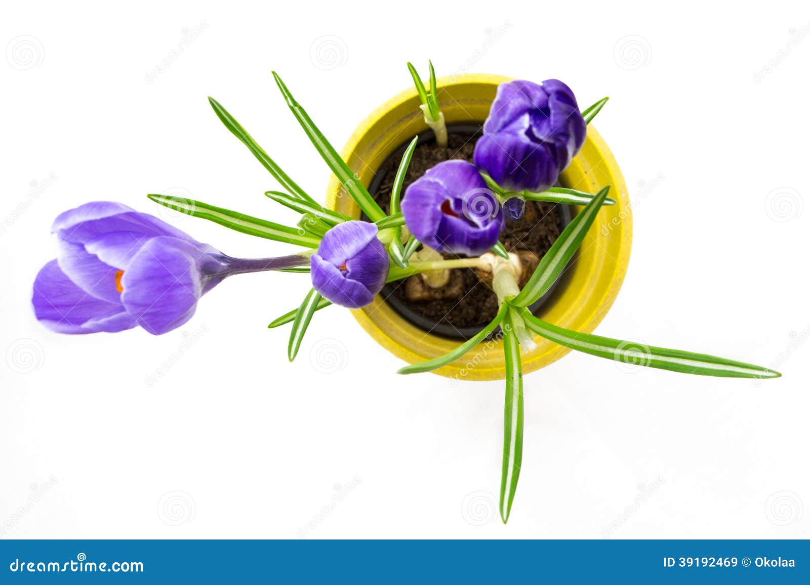 Purple Crocus in Top View Yellow Pot Stock Image - Image of background ...