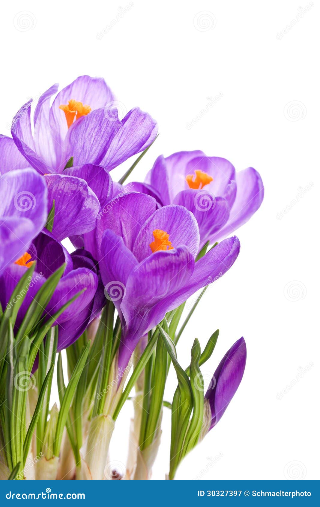 Purple crocus stock image. Image of climate, decorative - 30327397