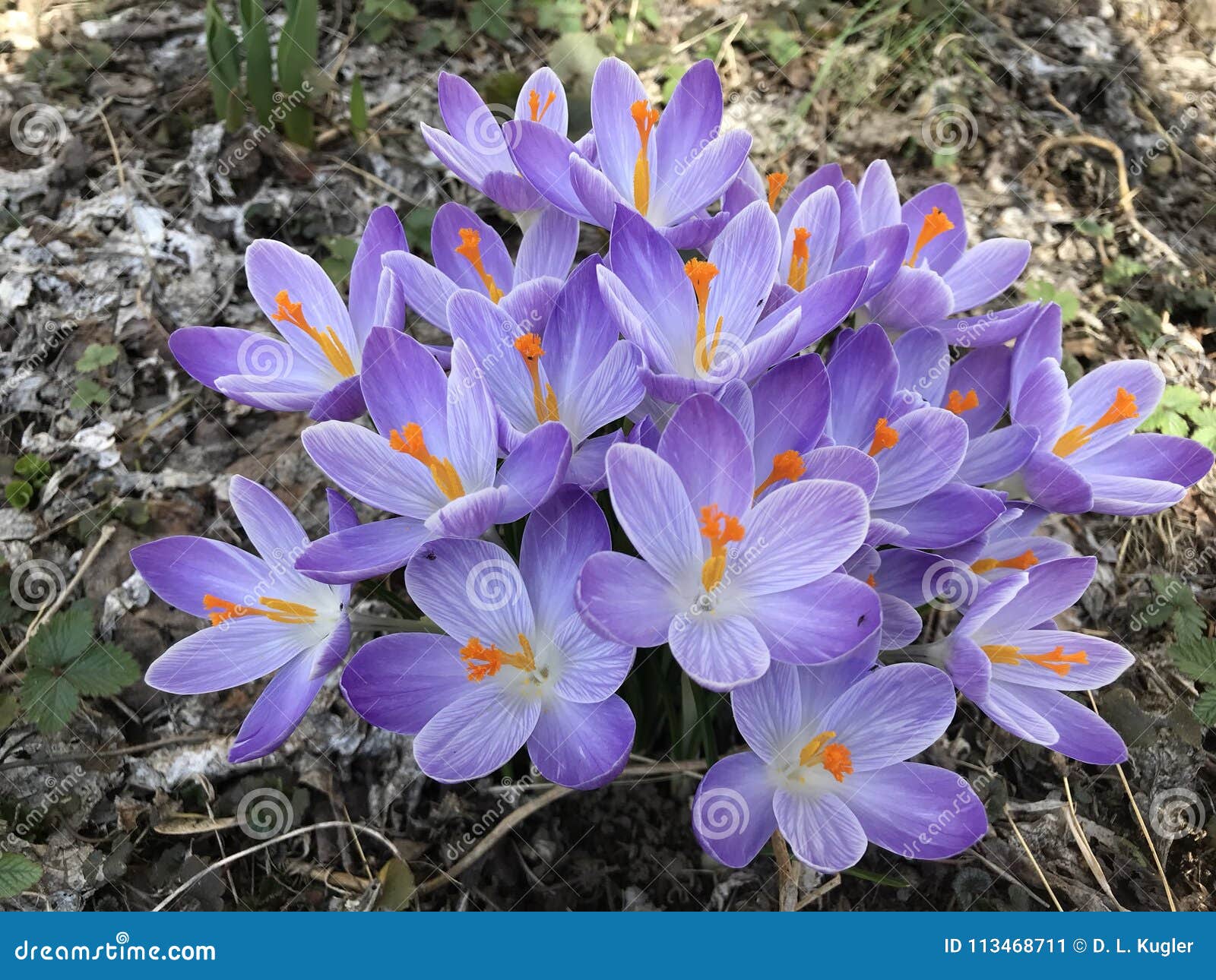 Purple crocuses stock image. Image of full, purple, large - 113468711