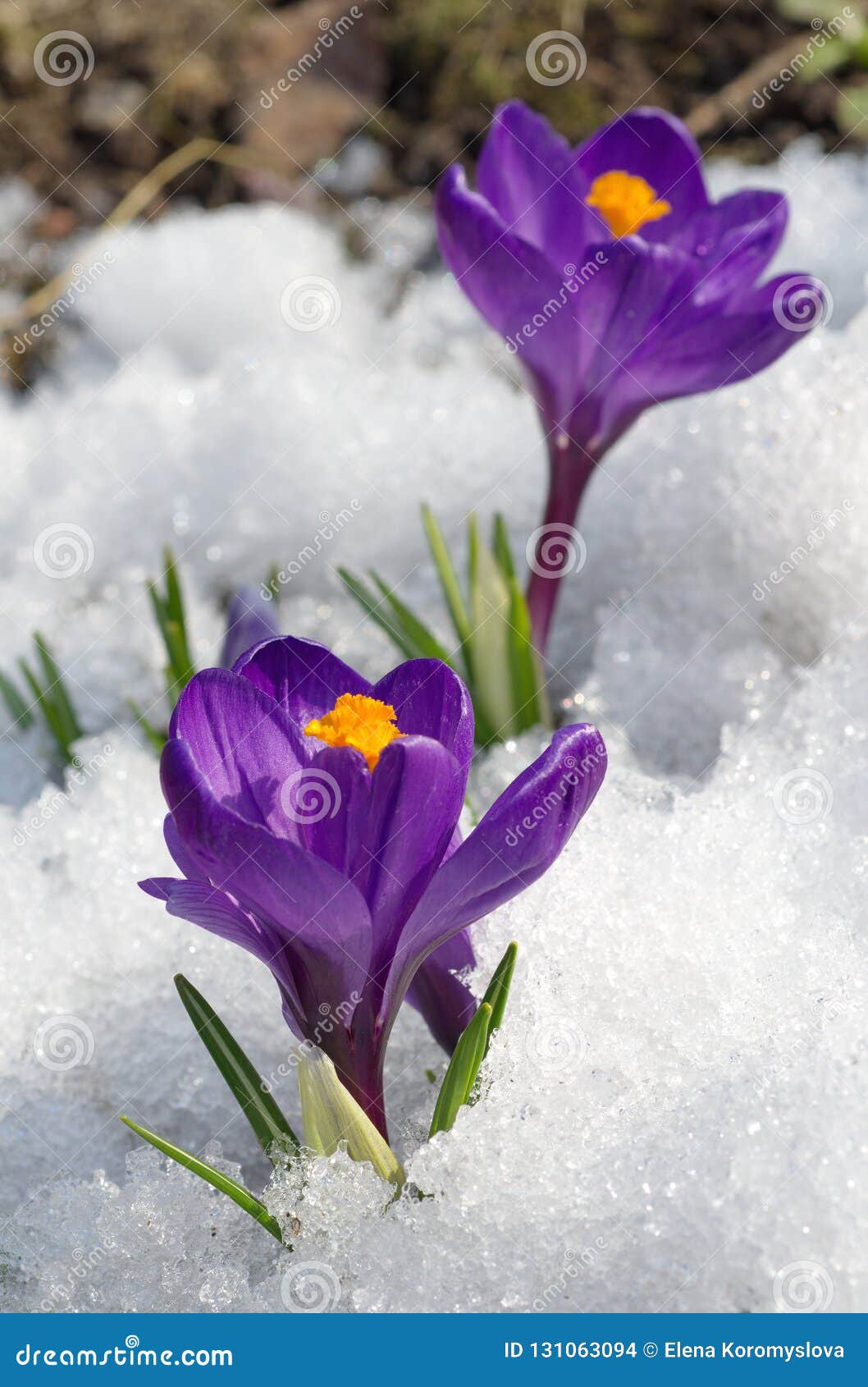 Purple Crocuses Flowers in the Snow Stock Photo - Image of flower ...