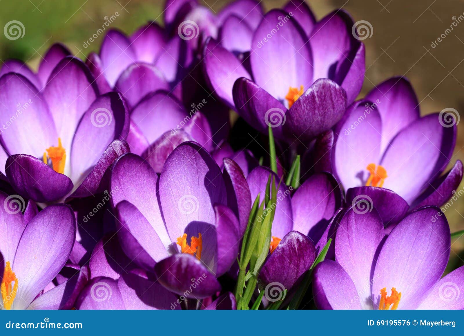 Purple crocuses stock photo. Image of nature, macro, flowers - 69195576