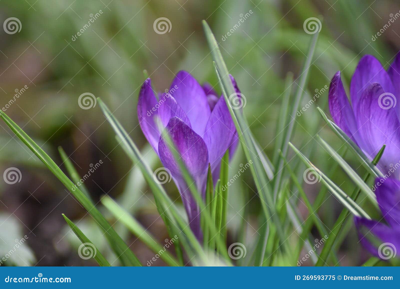 Crocuses (Crocus) in Spring Stock Image - Image of garden, closeup ...