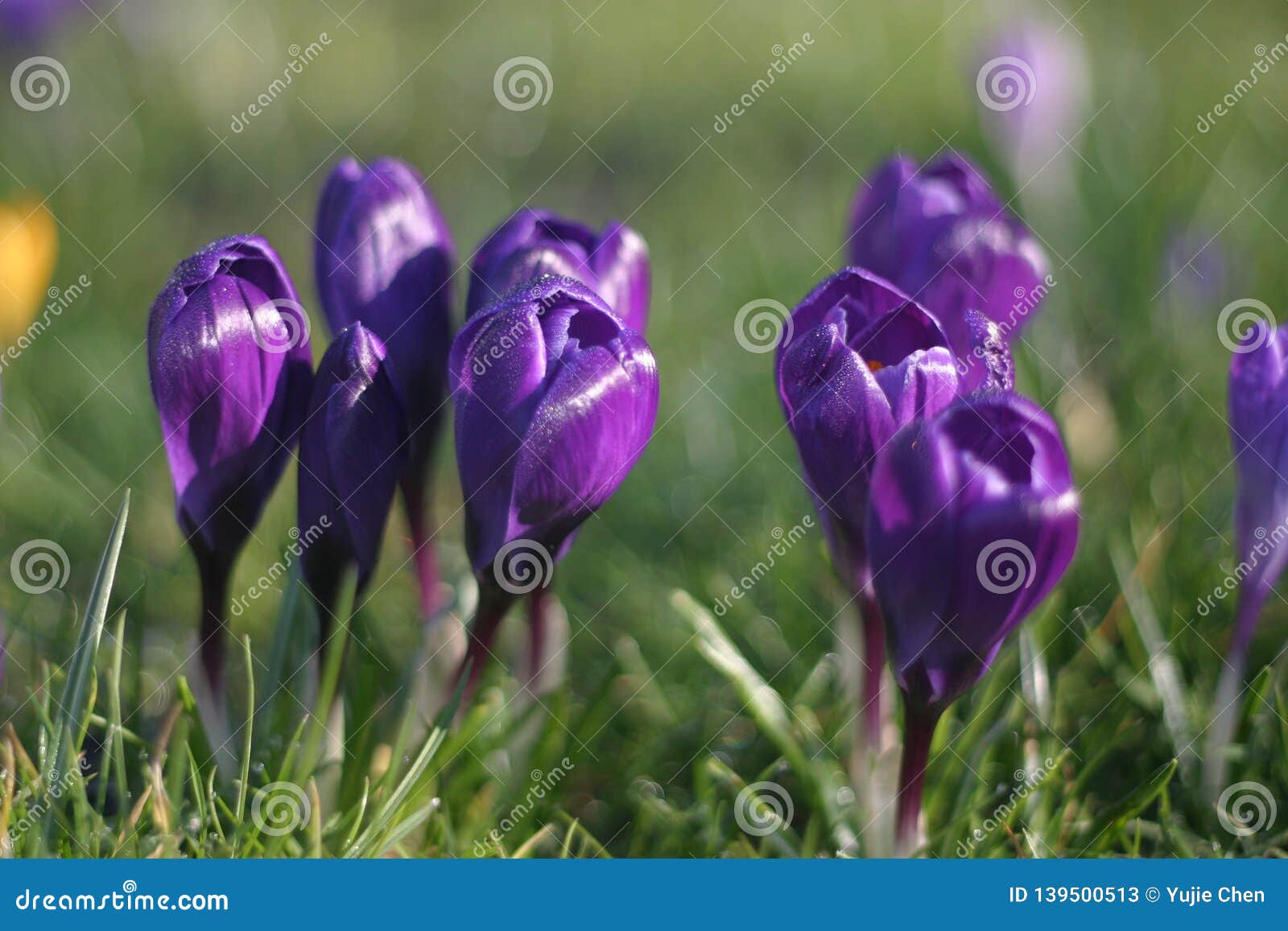 Purple Crocuses in Early Spring Stock Image - Image of england, view ...