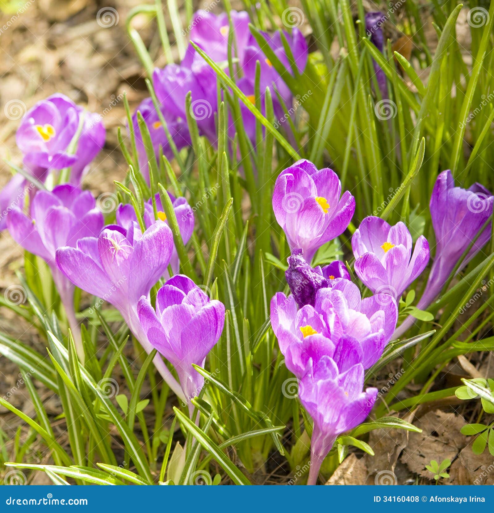 Purple crocuses stock photo. Image of crocus, plant, violet - 34160408