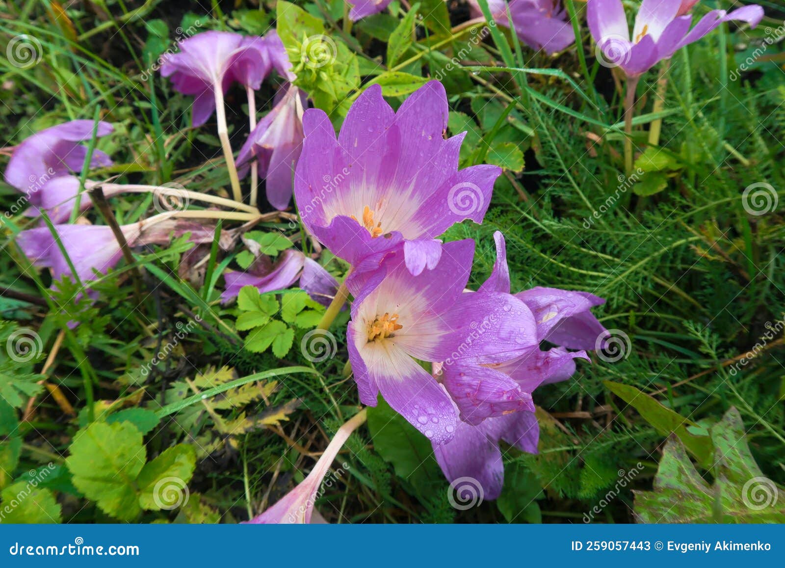 Purple Crocuses in the Garden Stock Image - Image of purple, pink ...