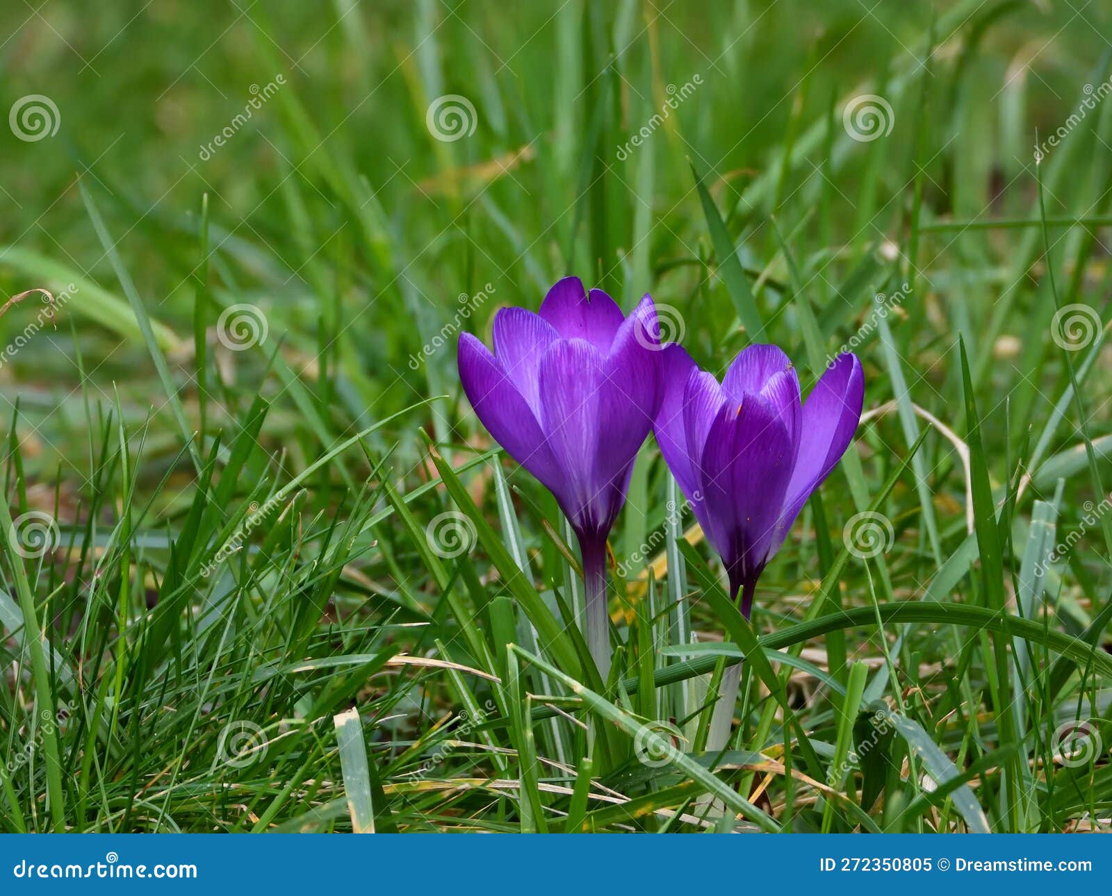 Purple Crocuses in the Grass Stock Image - Image of petal, green: 272350805
