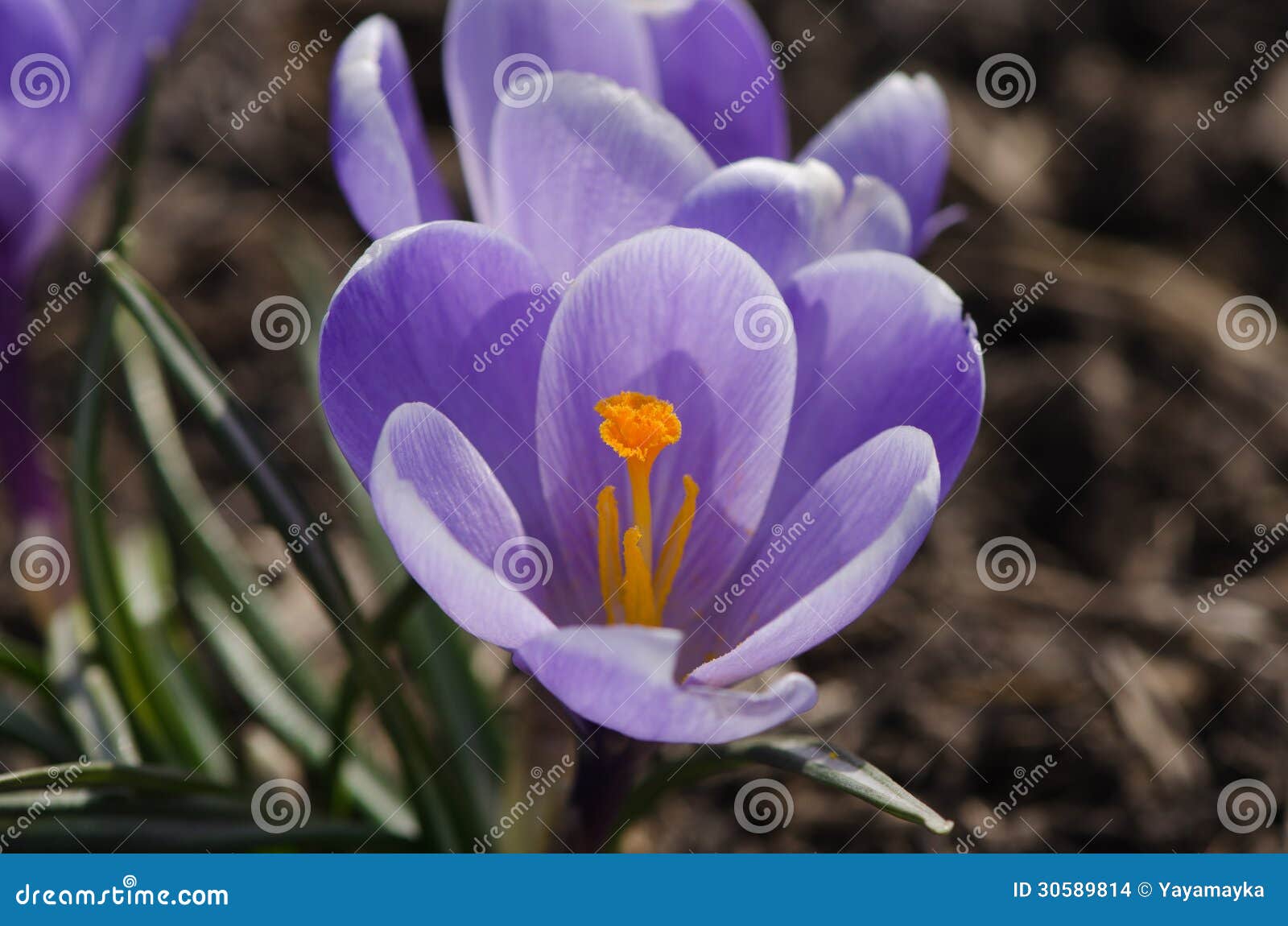 Purple crocuses stock photo. Image of light, crocus, bright - 30589814