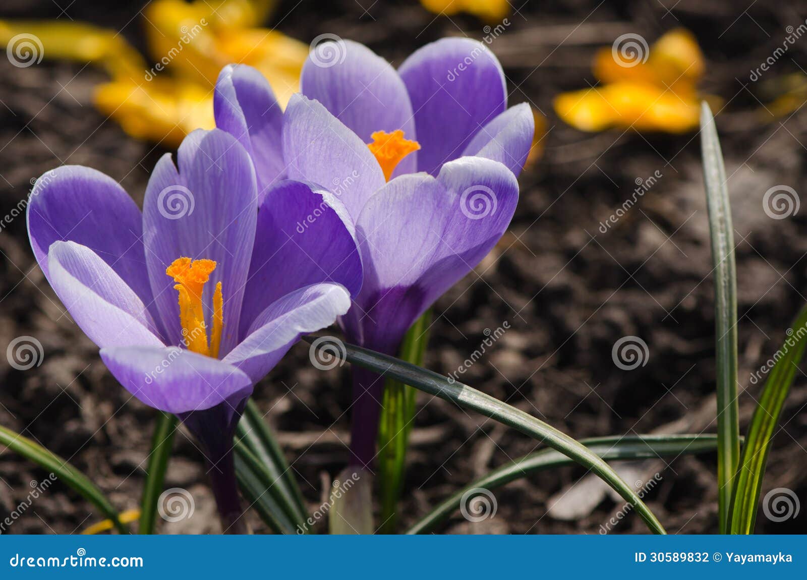 Purple crocuses stock photo. Image of bright, outdoors - 30589832