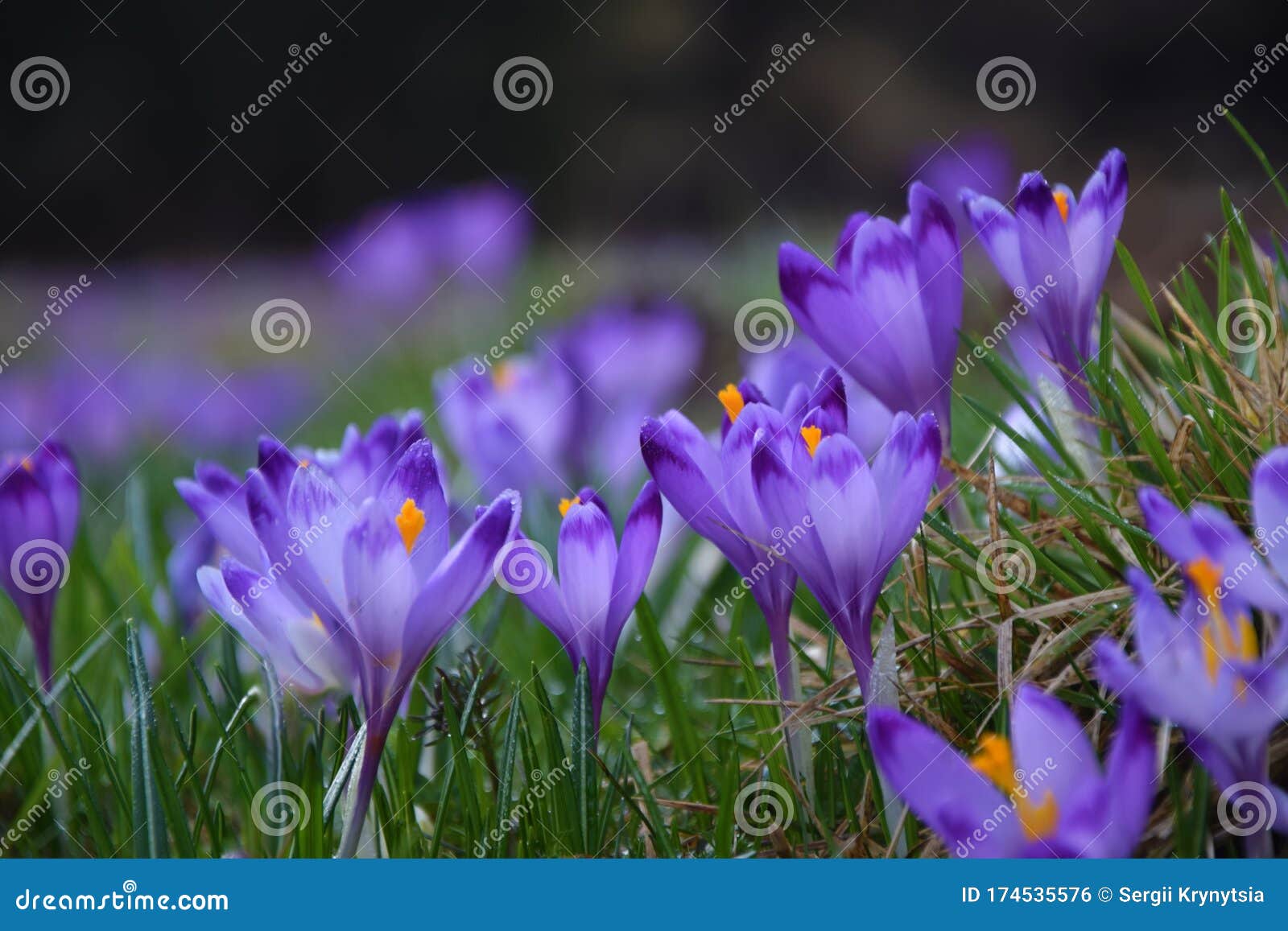 Purple Crocuses on a Meadow Stock Photo - Image of early, natural ...