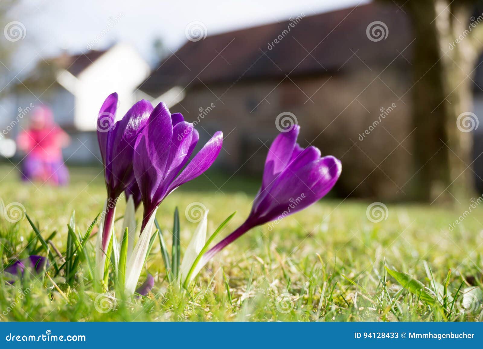 Purple Crocuses in the Morning Sun Stock Image - Image of blooming ...