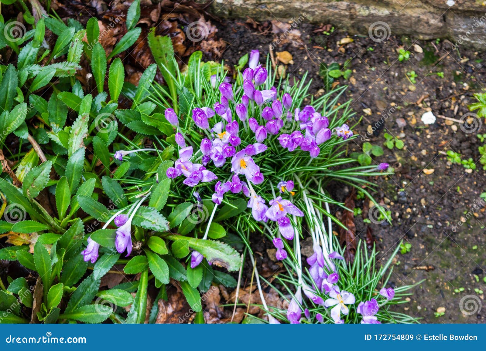 Purple Crocuses after Rain Shower Stock Image - Image of budding ...