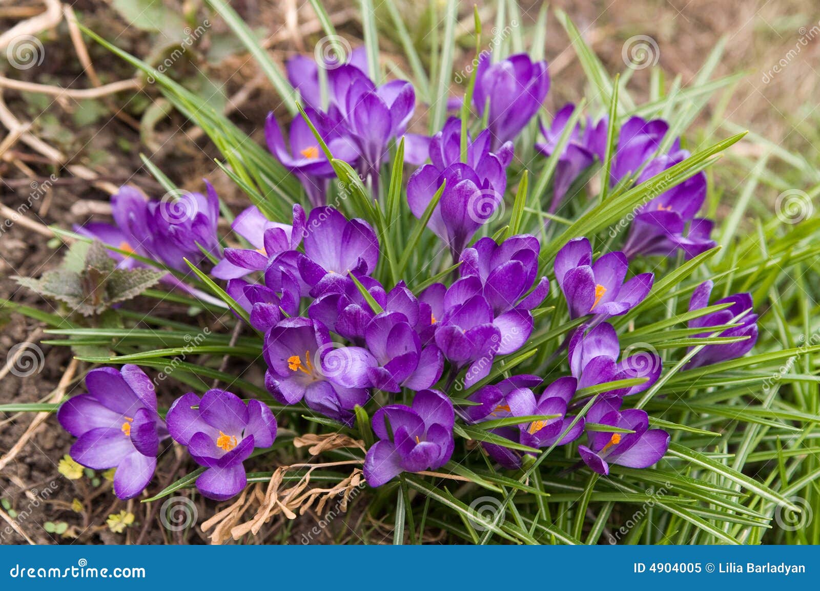 Purple crocuses (spring) stock image. Image of closeup - 4904005
