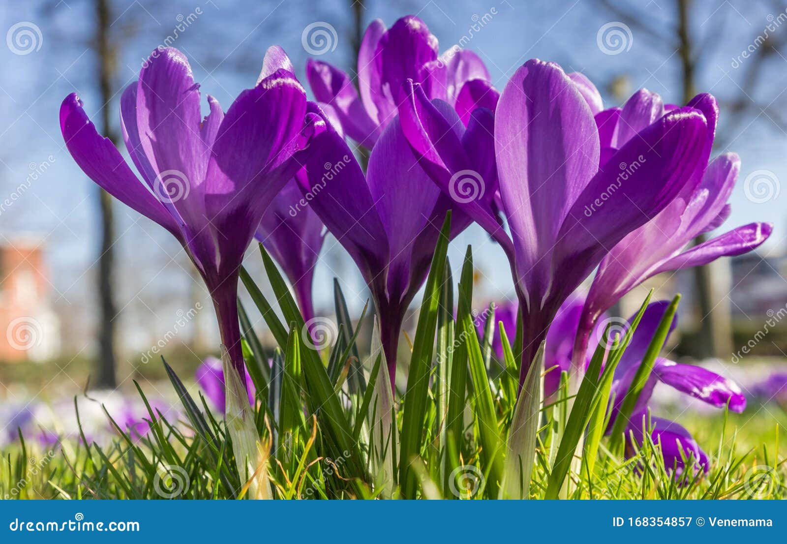 Purple Crocuses in the Spring in the Grass Stock Image - Image of ...