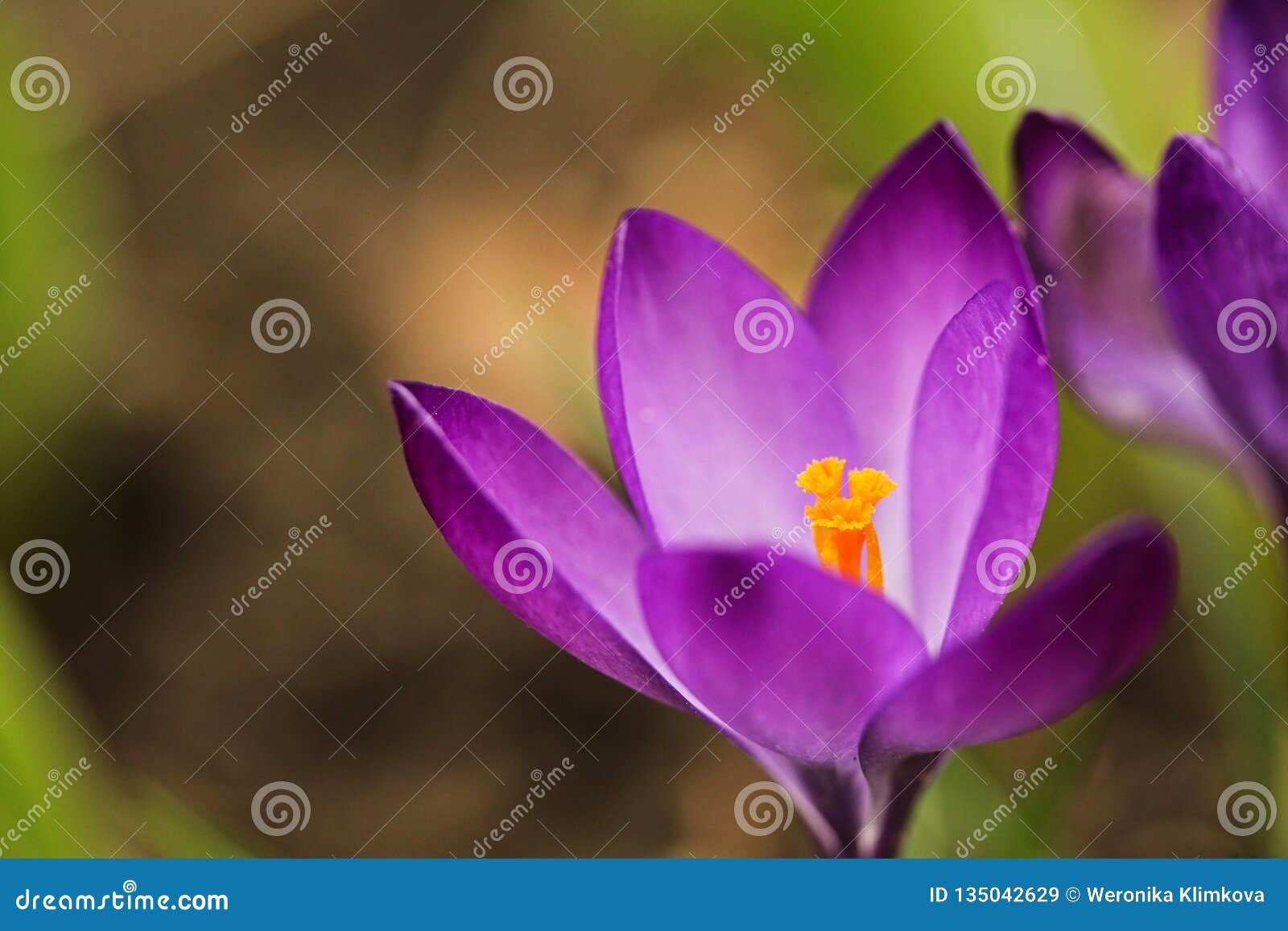 Purple crosus stock image. Image of spring, background - 135042629