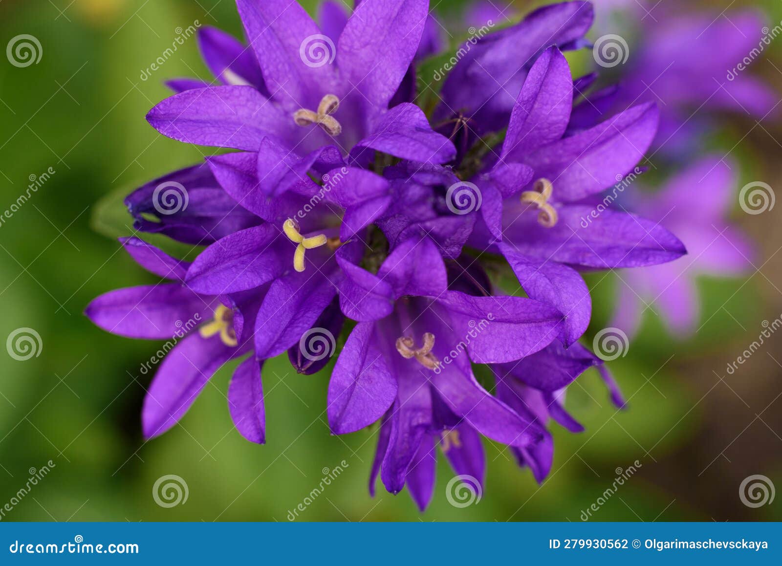 Purple Crowded Bell in the Garden in Summer Stock Photo - Image of ...
