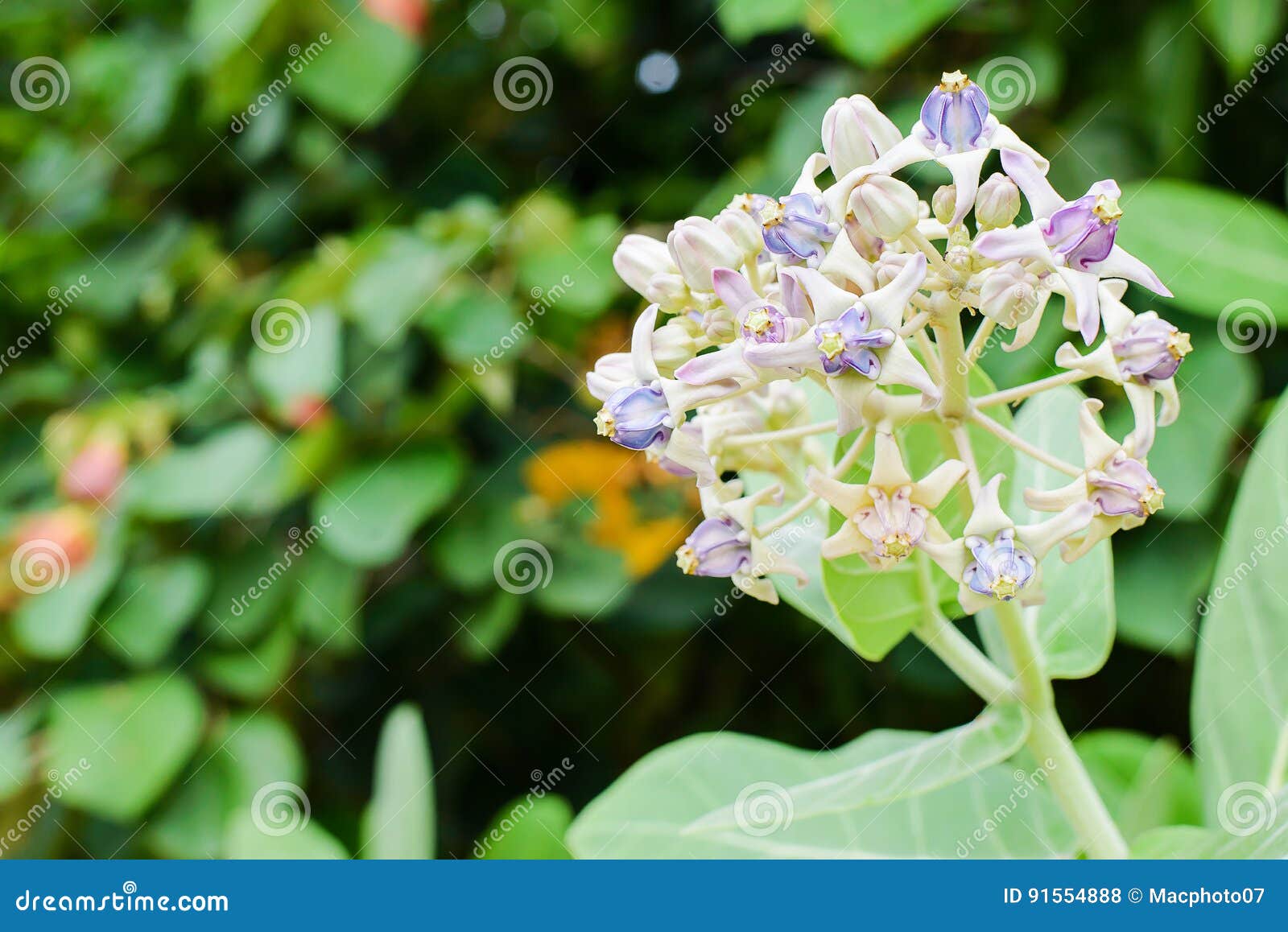 Purple Crown Flower Blooming on the Tree. Calotropis Gigantea Stock ...