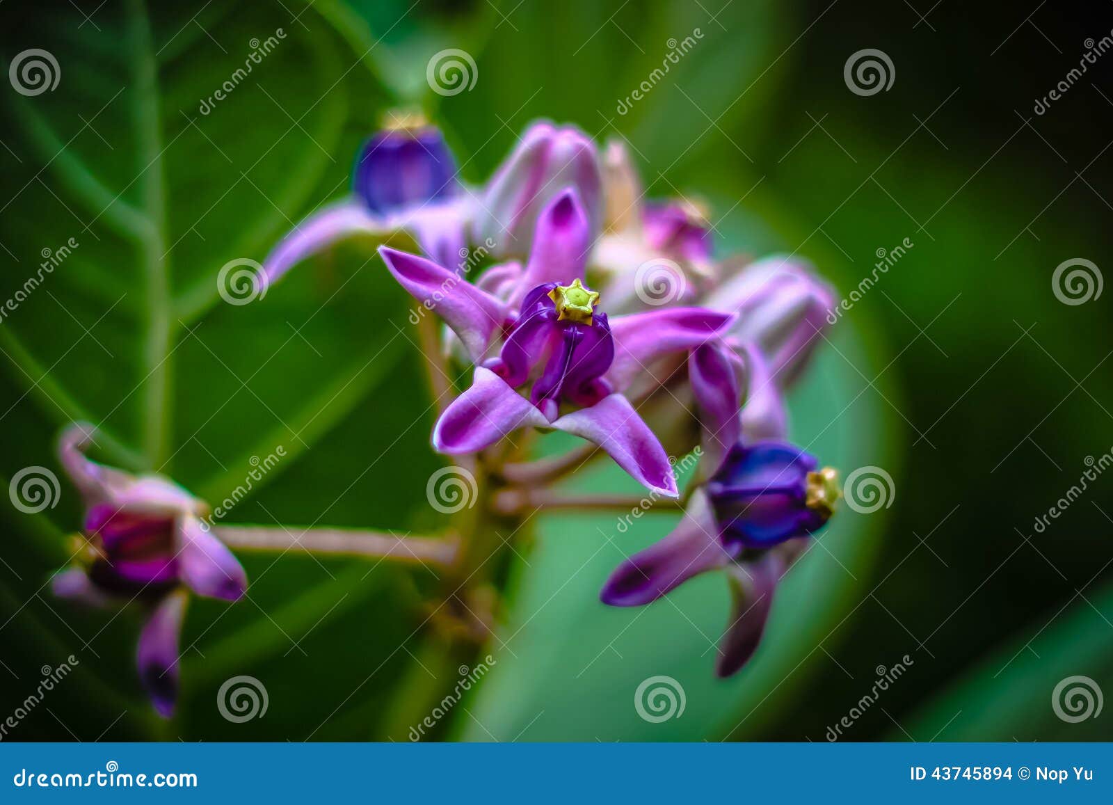 Purple Crown Flowers Stock Image | CartoonDealer.com #72798793