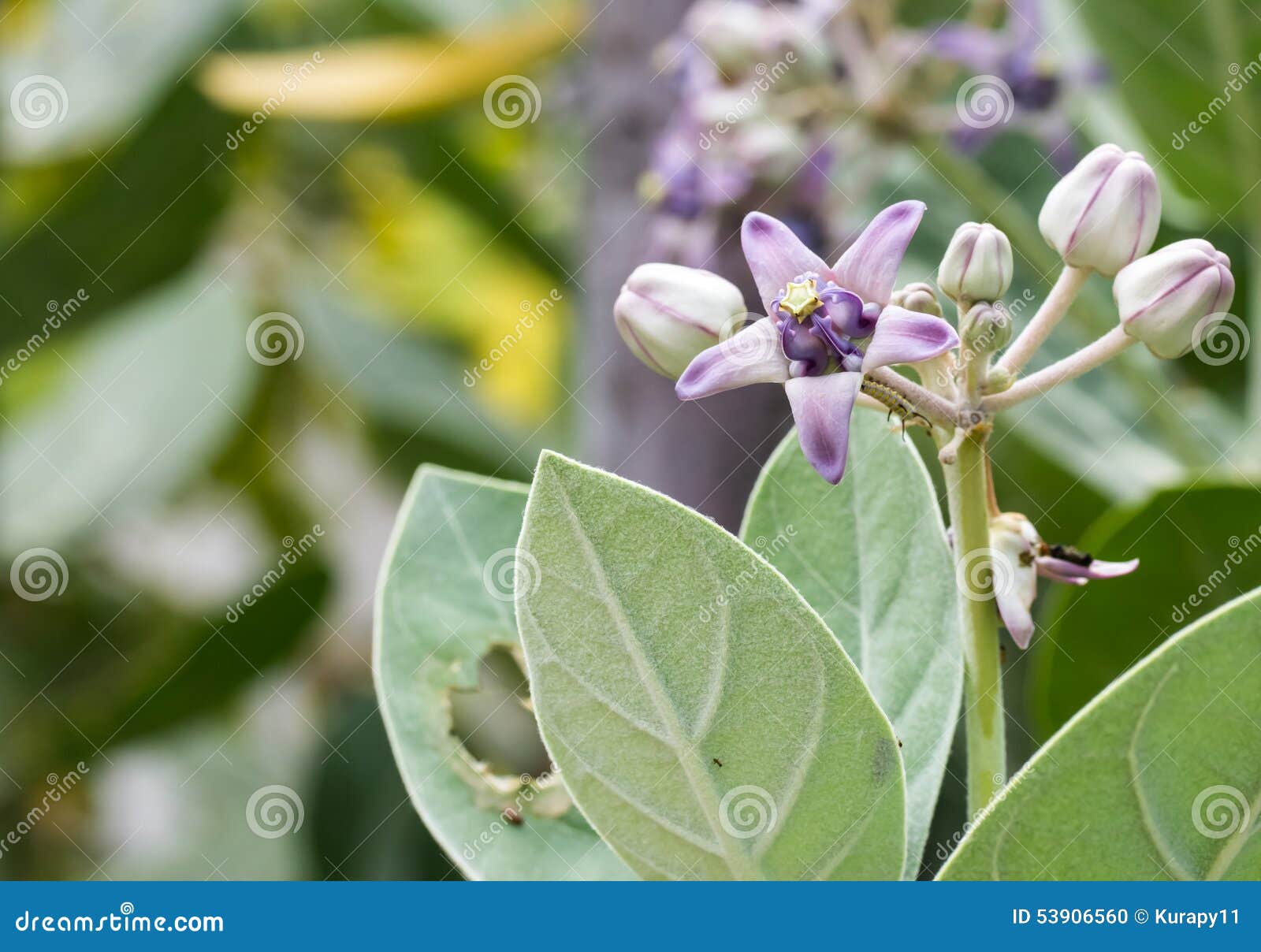 Purple Crown flower stock photo. Image of blooms, beauty - 53906560