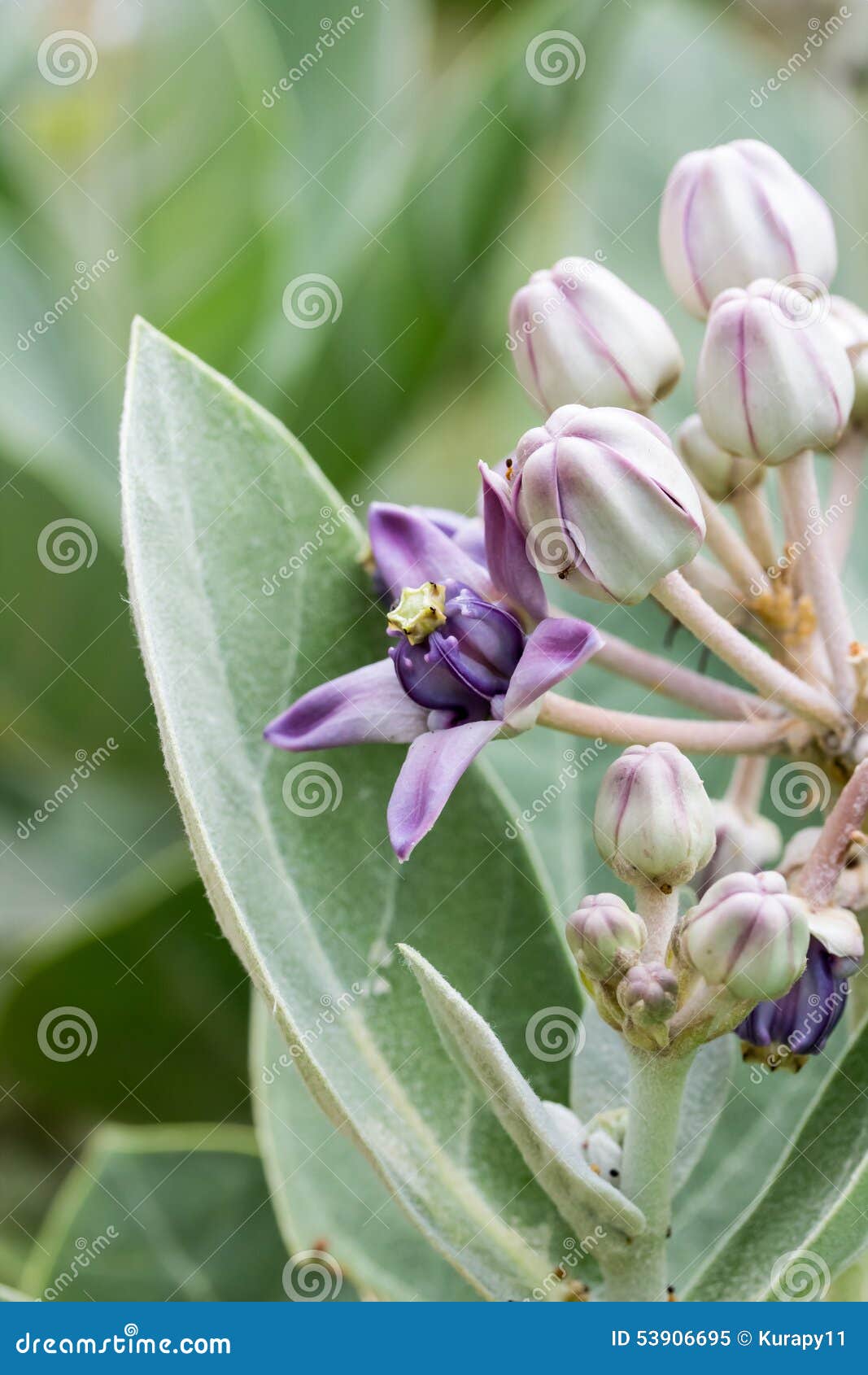 Purple Crown flower stock image. Image of violet, flower - 53906695