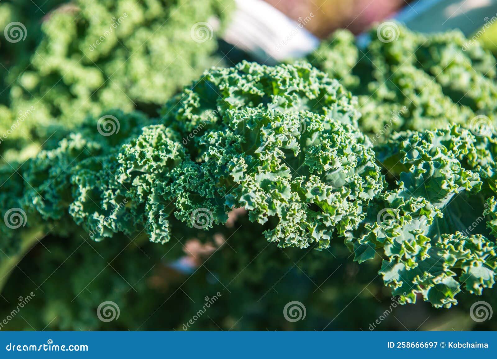 Purple Curly Kale Garden in Thai Stock Image - Image of closeup ...