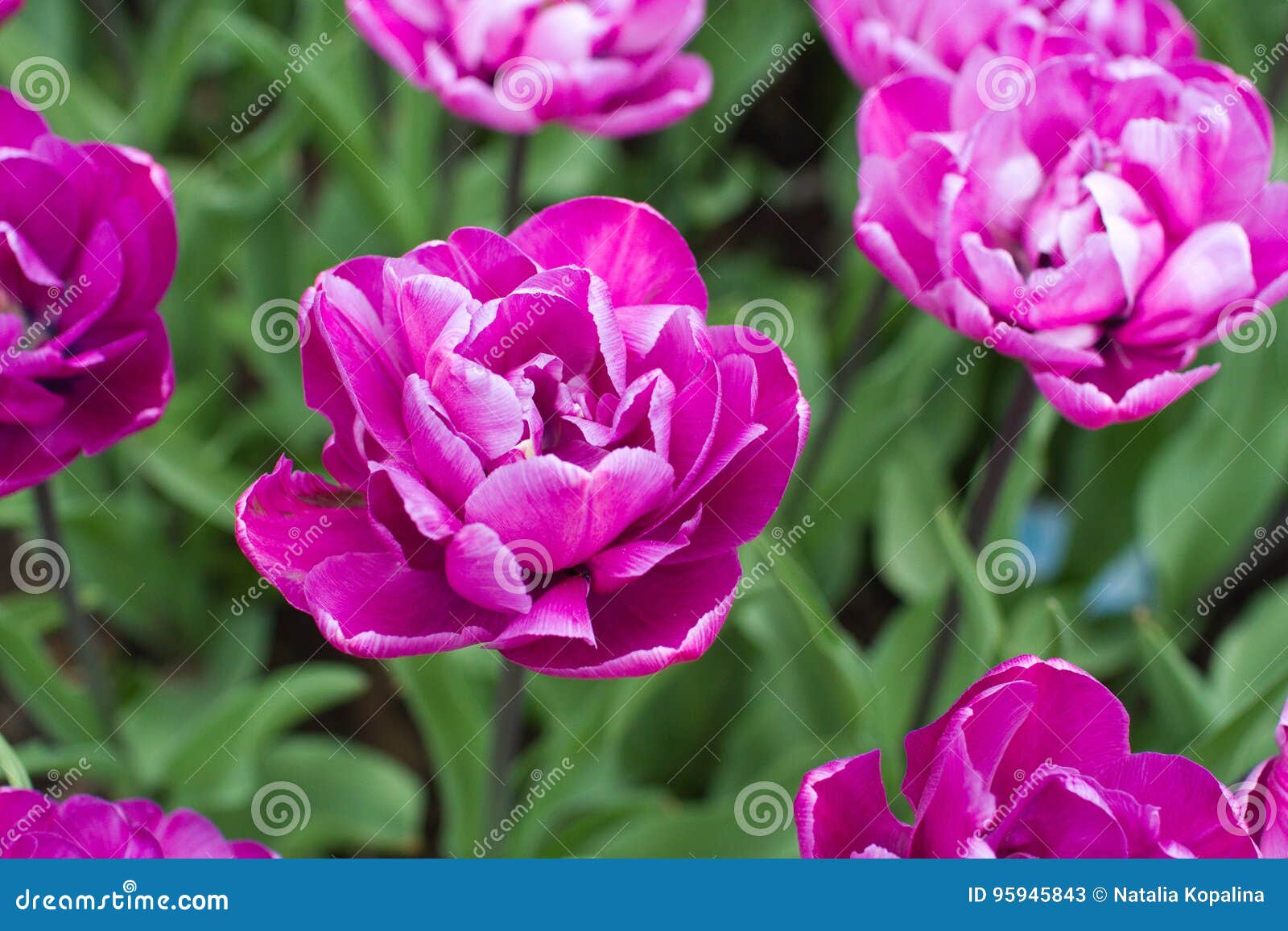 Purple curly tulips stock image. Image of sunlight, leaf - 95945843