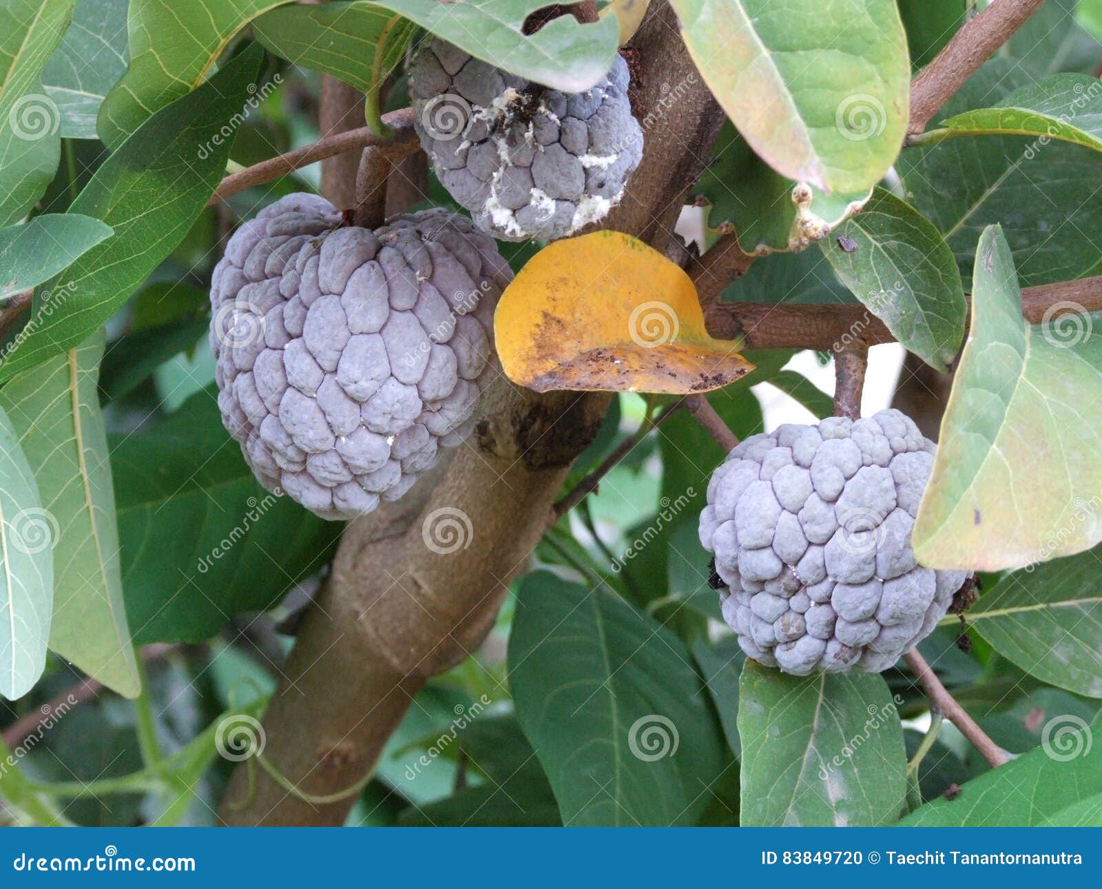 Purple custard apple stock photo. Image of nutrition - 83849720