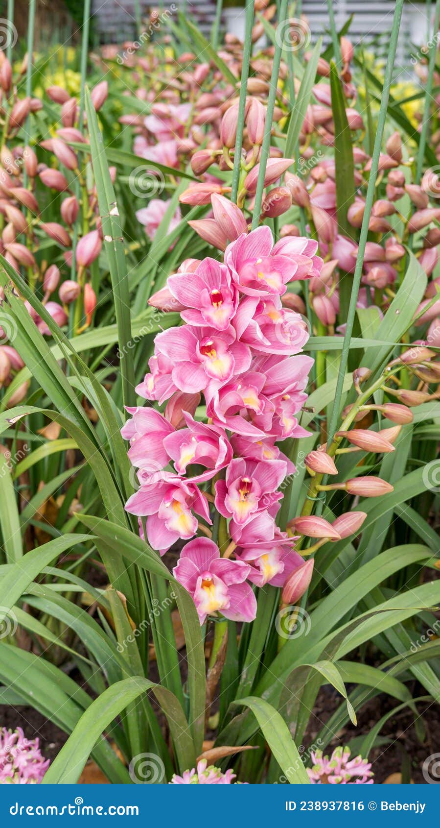 Purple Cymbidium Flower in a Garden Stock Photo - Image of romantic ...