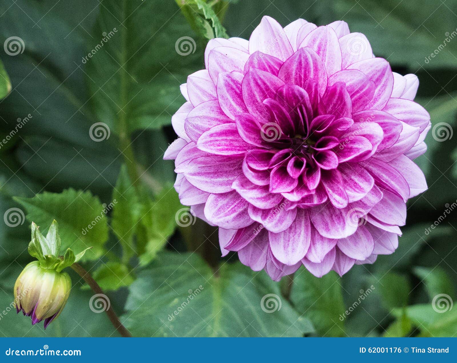 Purple dahila stock photo. Image of color, colorful, blooming - 62001176