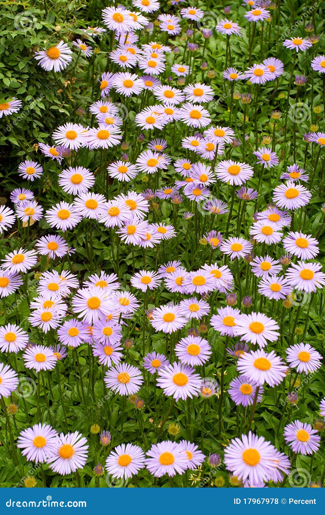 Purple daisies stock photo. Image of purple, color, daisy - 17967978