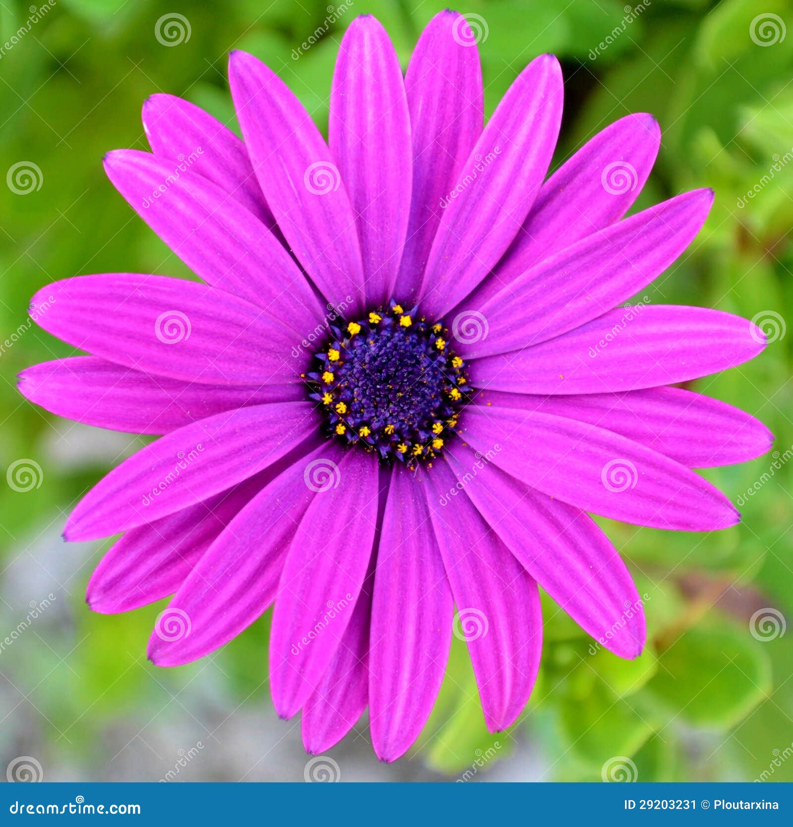Purple daisy stock image. Image of macro, nature, beauty - 29203231
