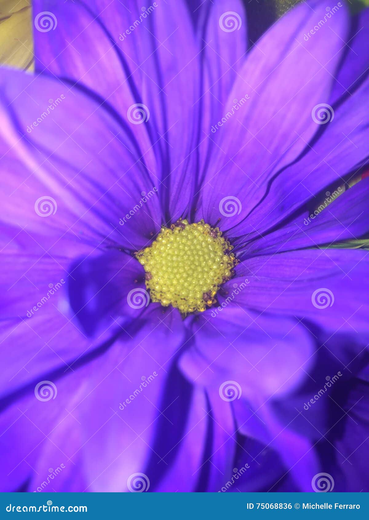 Purple daisy close up. stock photo. Image of colors, macro - 75068836