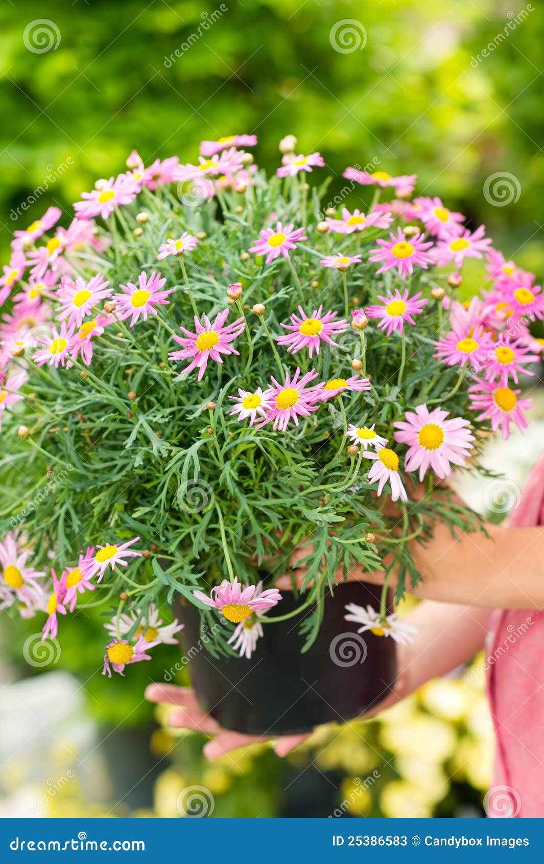 Purple daisy flower in pot stock image. Image of green - 25386583