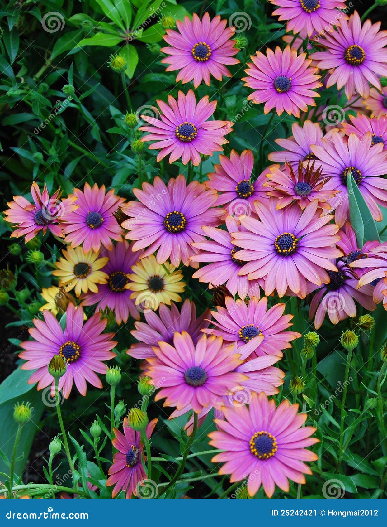 Purple daisy flowers stock image. Image of floral, natural - 25242421