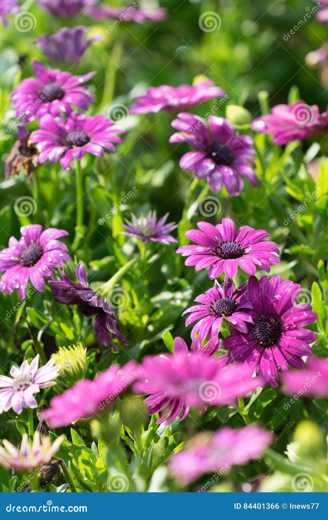 Purple Daisy Flowers in Garden. Stock Photo - Image of daisy, circle ...