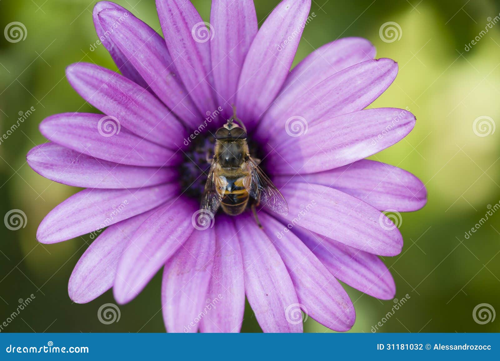 Purple daisy and fly stock photo. Image of garden, macro - 31181032