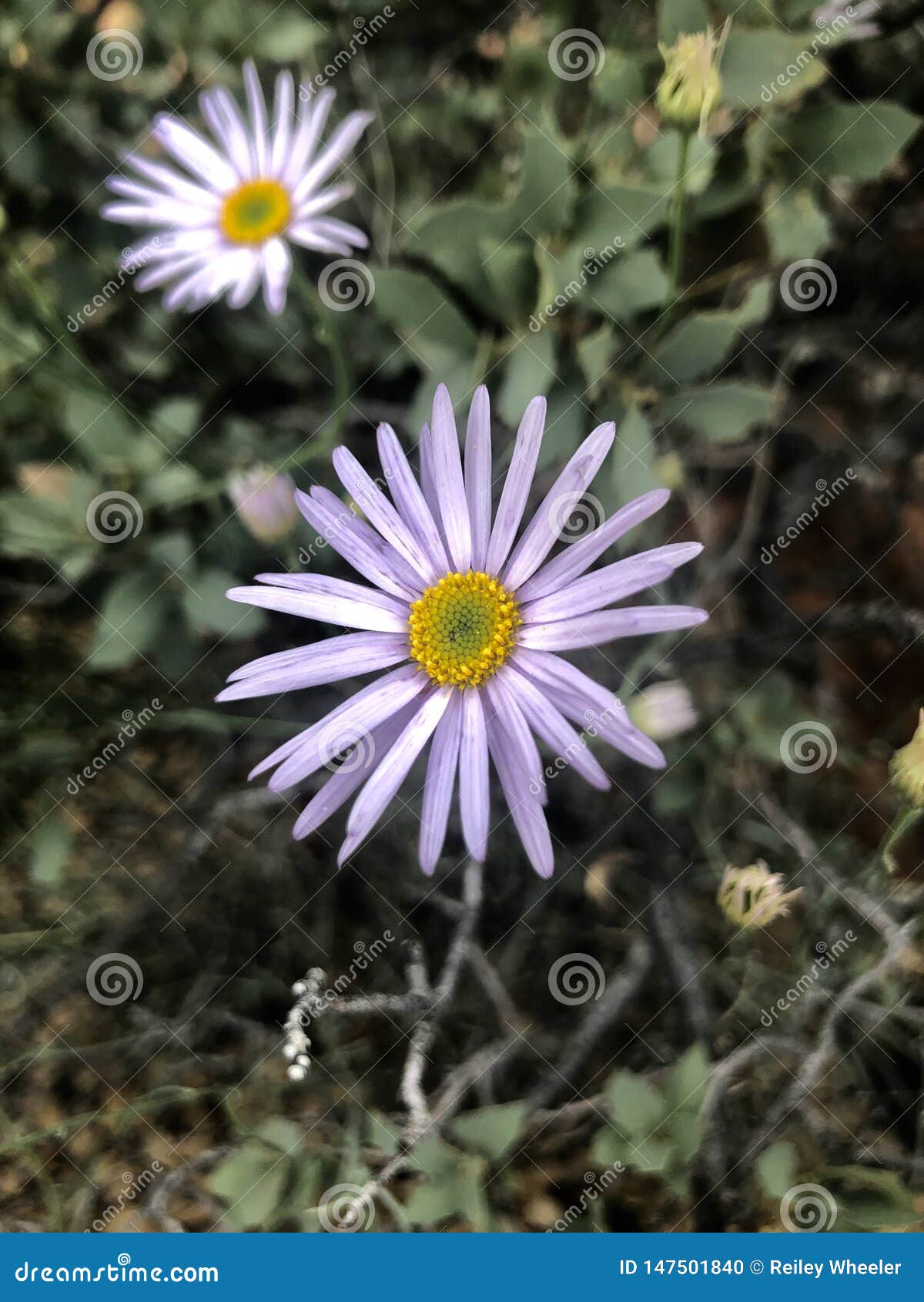 Purple Daisy stock photo. Image of canyon, flower, adventure - 147501840