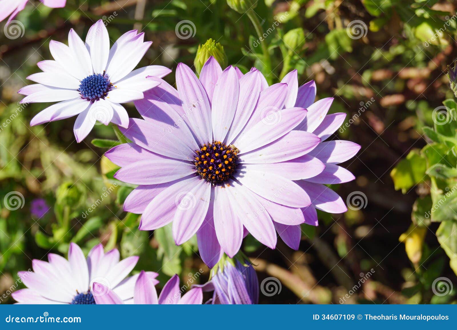 Purple daisy stock image. Image of purple, nature, daisy - 34607109